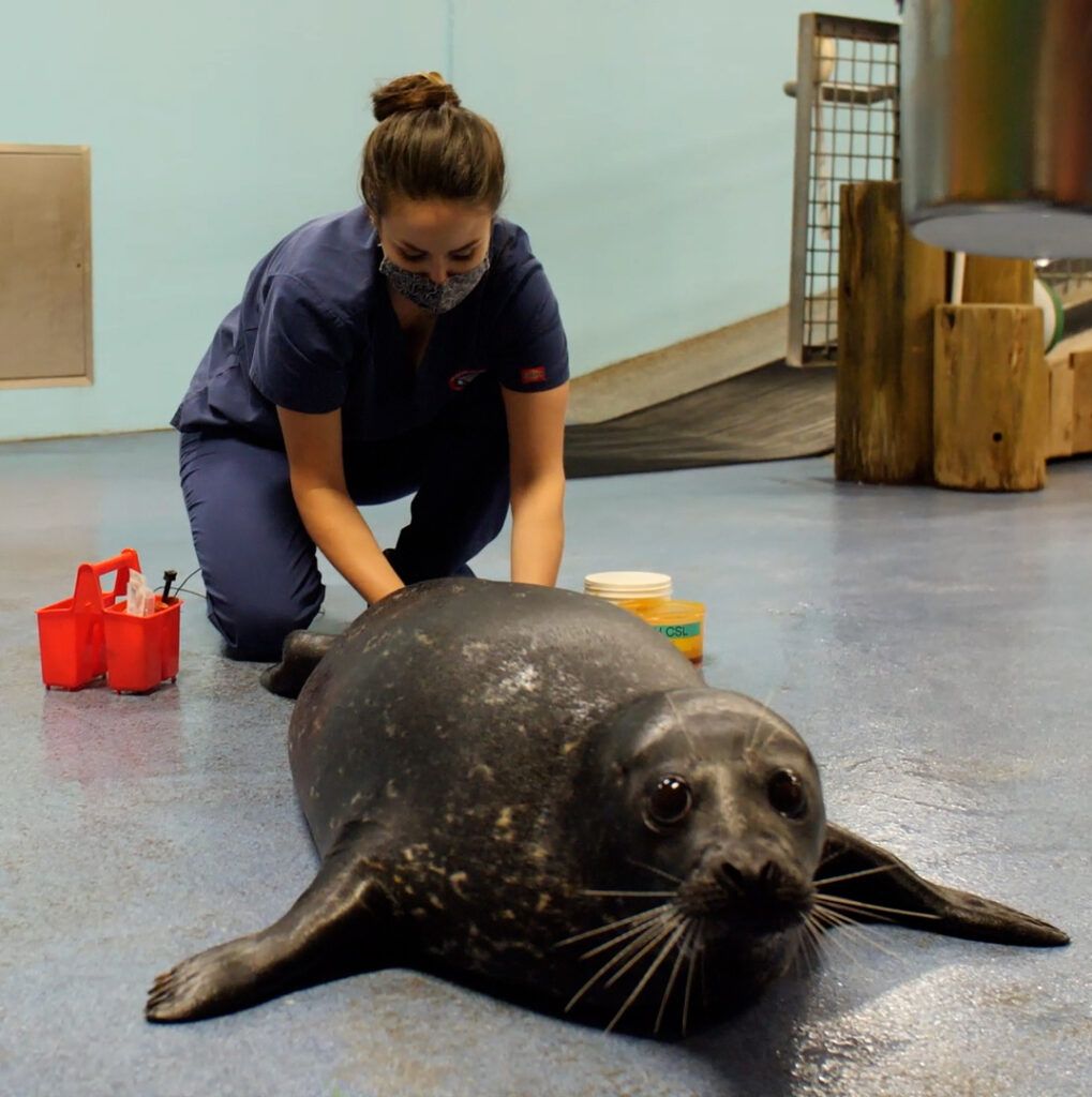 Veterinary Medicine at UGA - Beyond the Arch